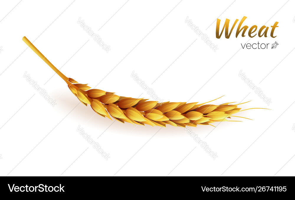 Realistic wheat spike isolated agriculture Vector Image