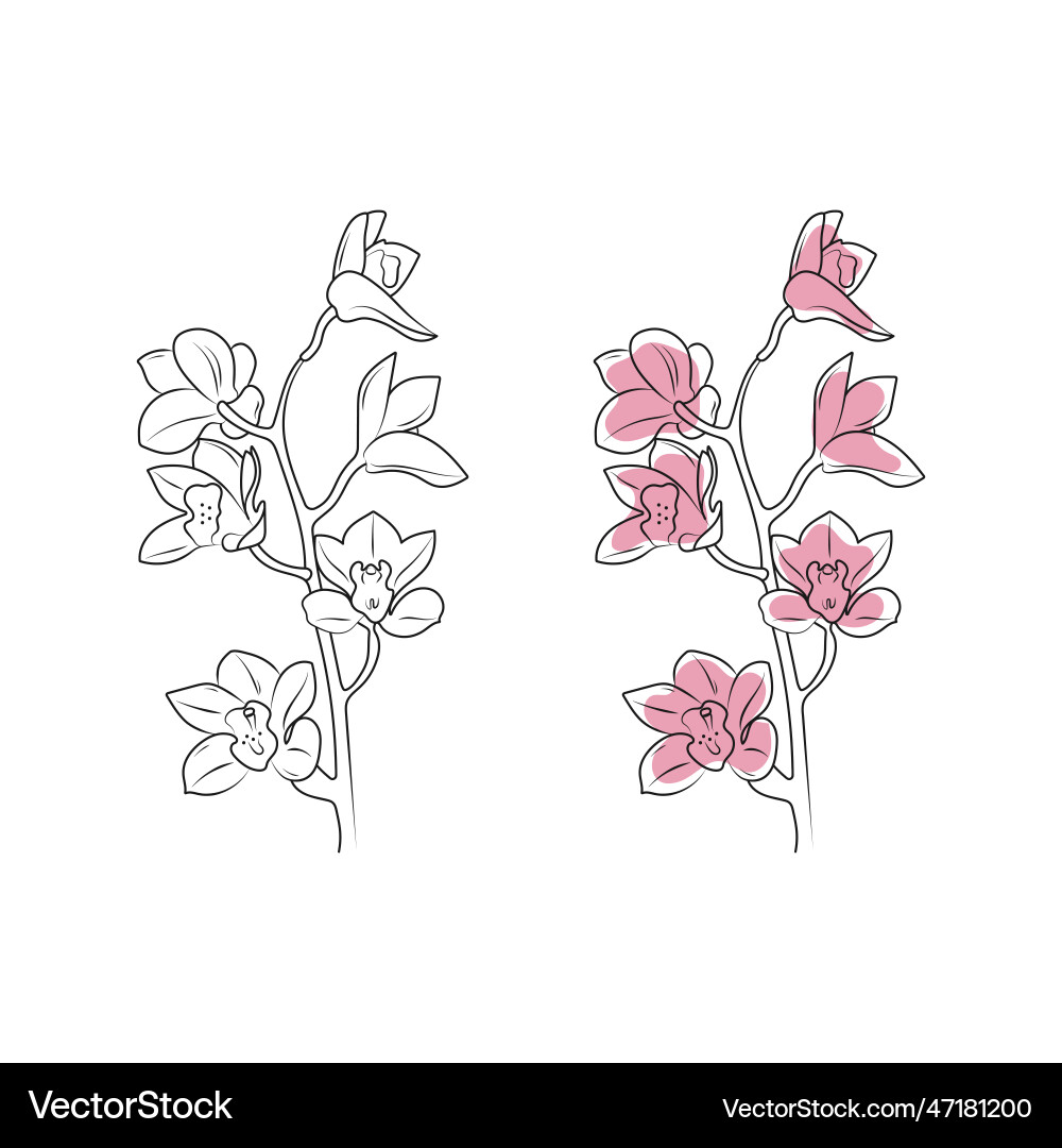 Pink orchid line art drawing Royalty Free Vector Image