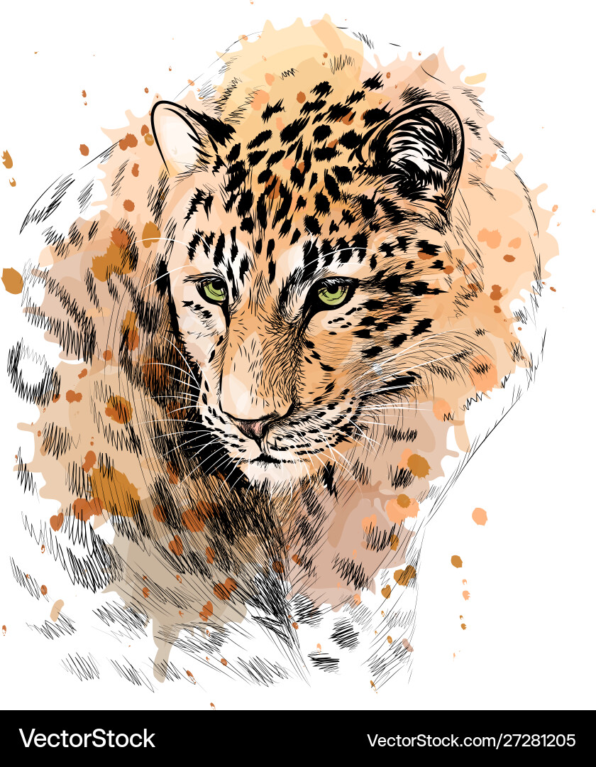Portrait a leopard from a splash watercolor Vector Image