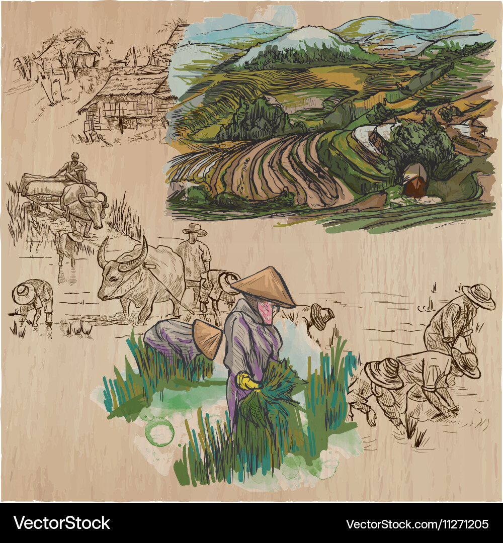 Rice crop Agriculture An hand drawn set Royalty Free Vector
