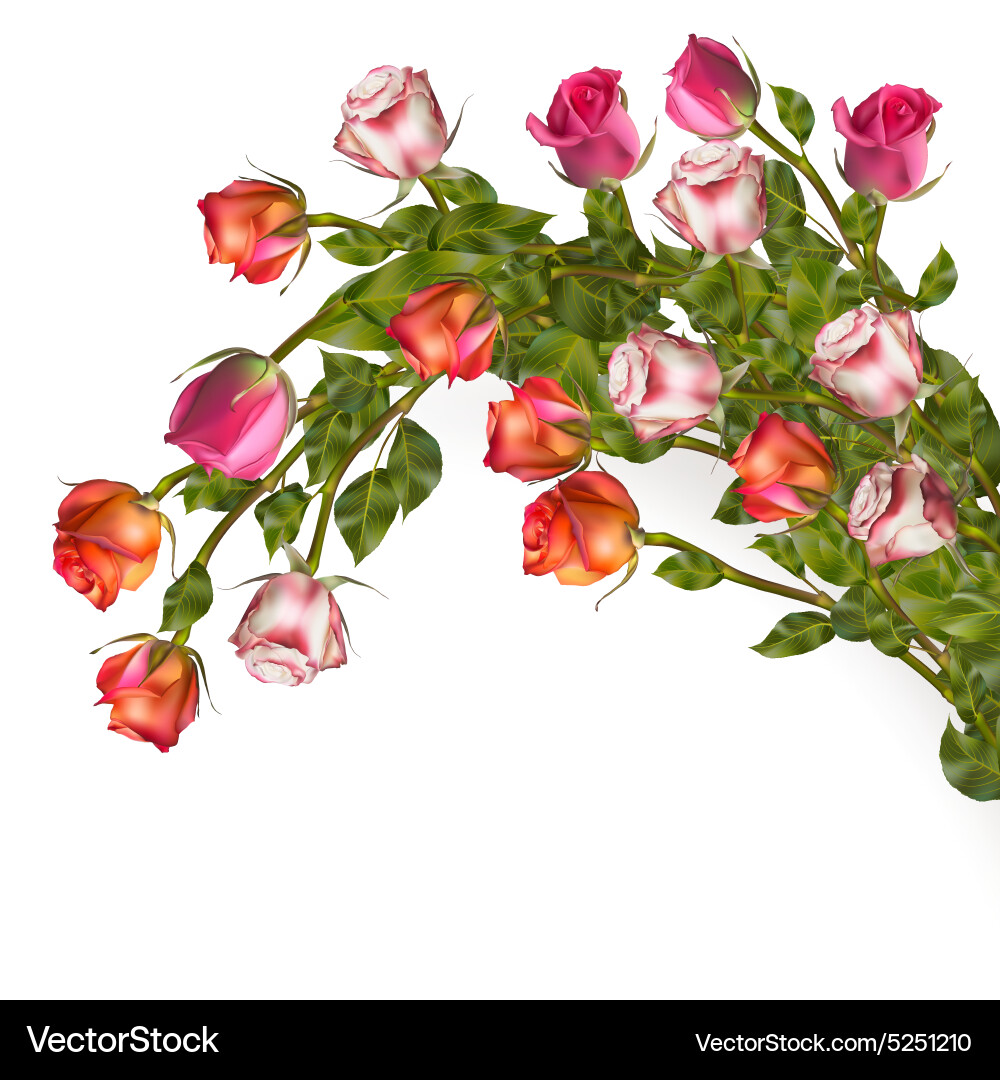 Isolated bouquet roses eps 10 Royalty Free Vector Image