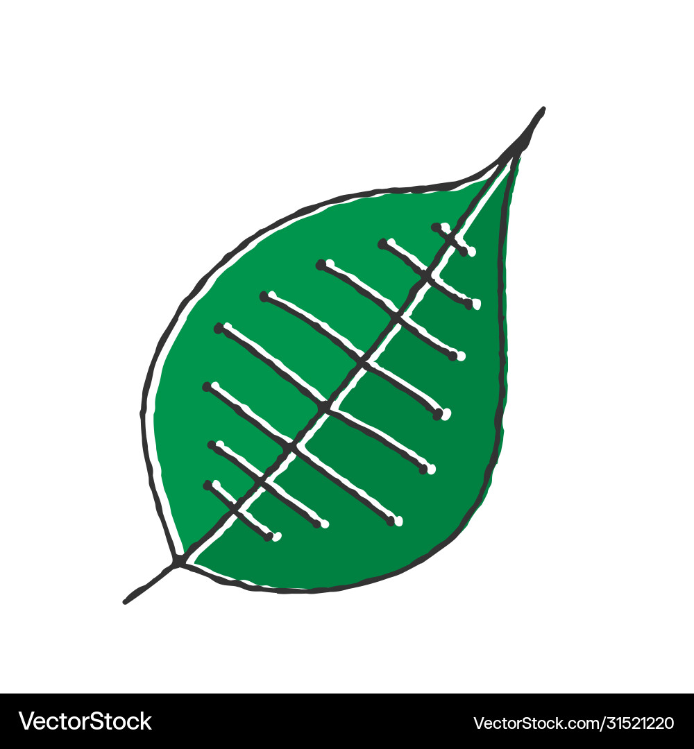 Color hand-drawn a plant leaf doodle style Vector Image