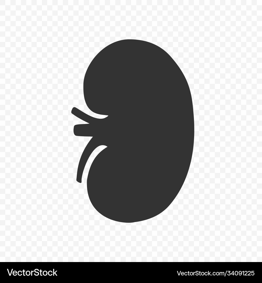 Kidney human renal icon isolated Royalty Free Vector Image