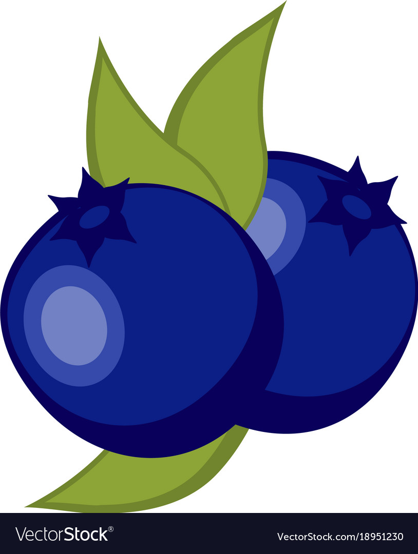 Isolated blueberries Royalty Free Vector Image