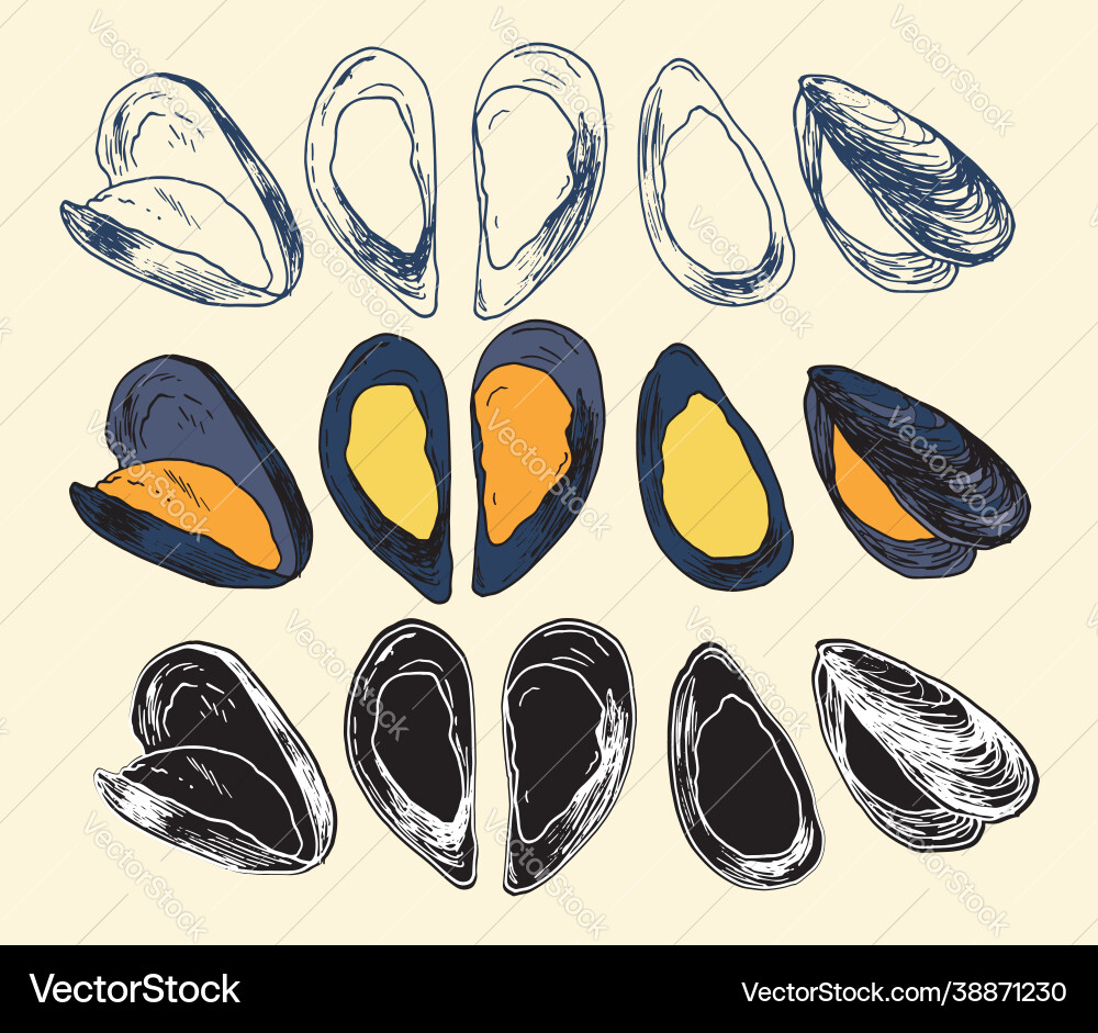 Mussels yellow color with a gray shell Royalty Free Vector