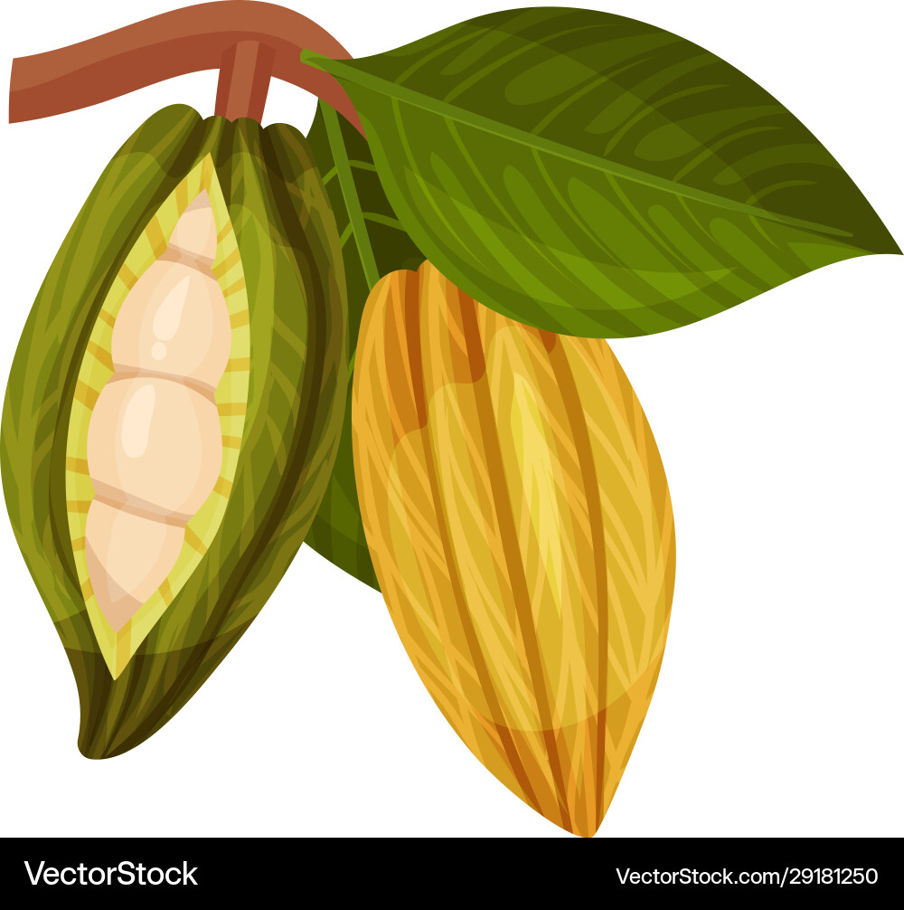 Green shelled cocoa pod with beans inside Vector Image