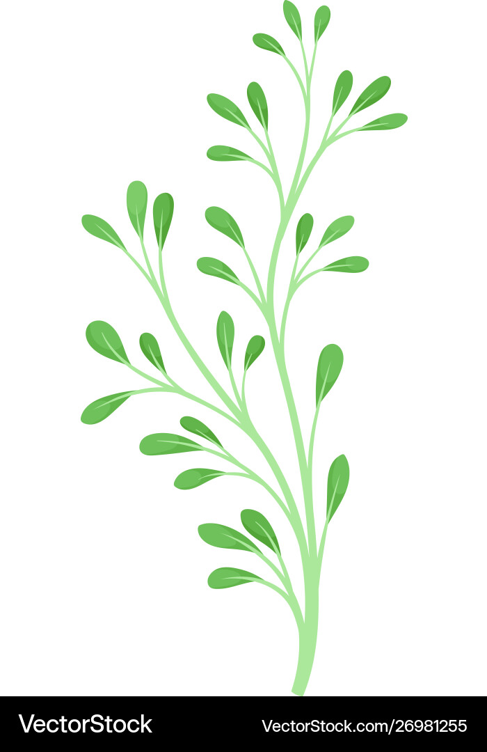 Branch with many stems and leaves Royalty Free Vector Image