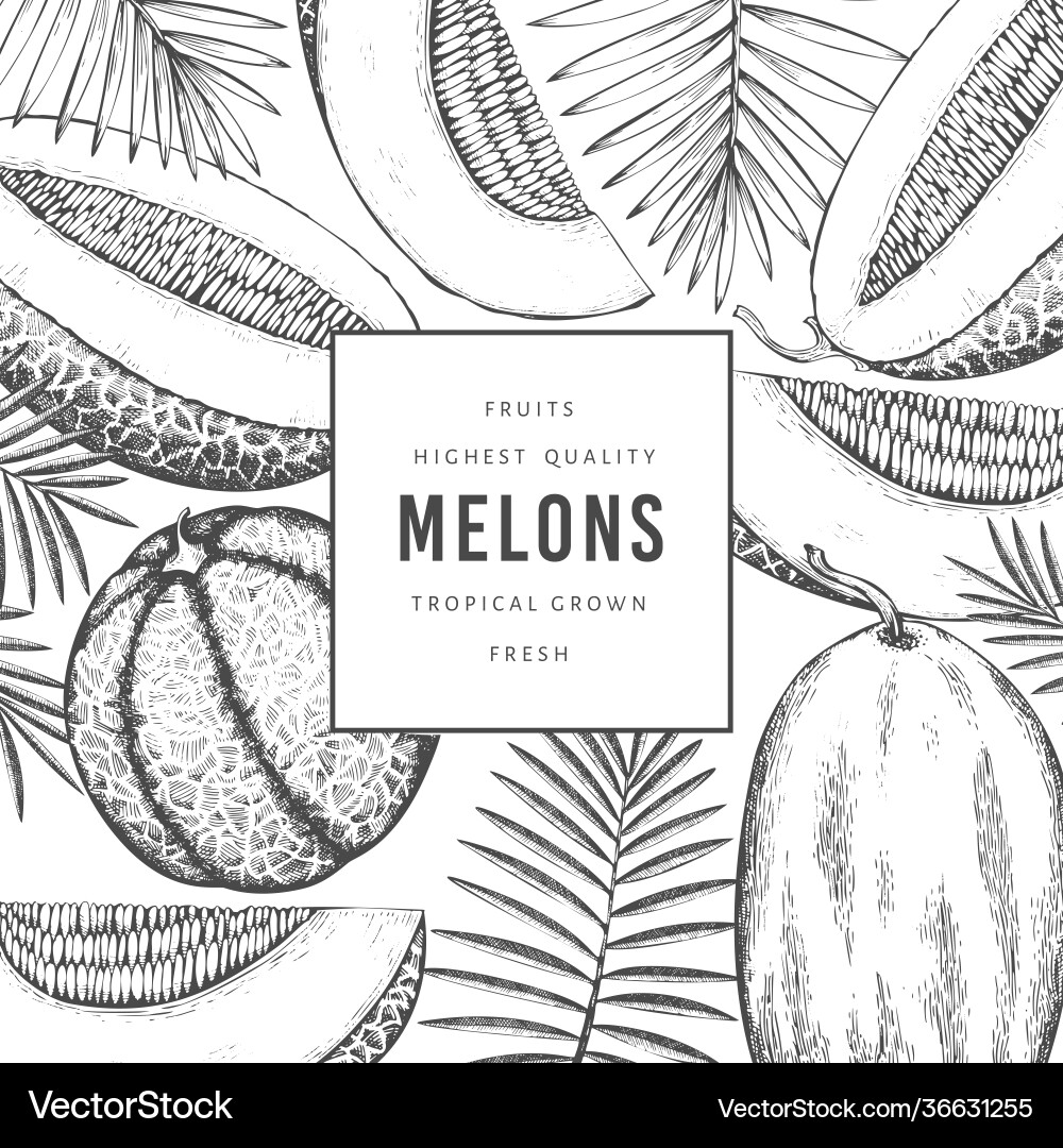 Melons with tropical leaves design template hand Vector Image