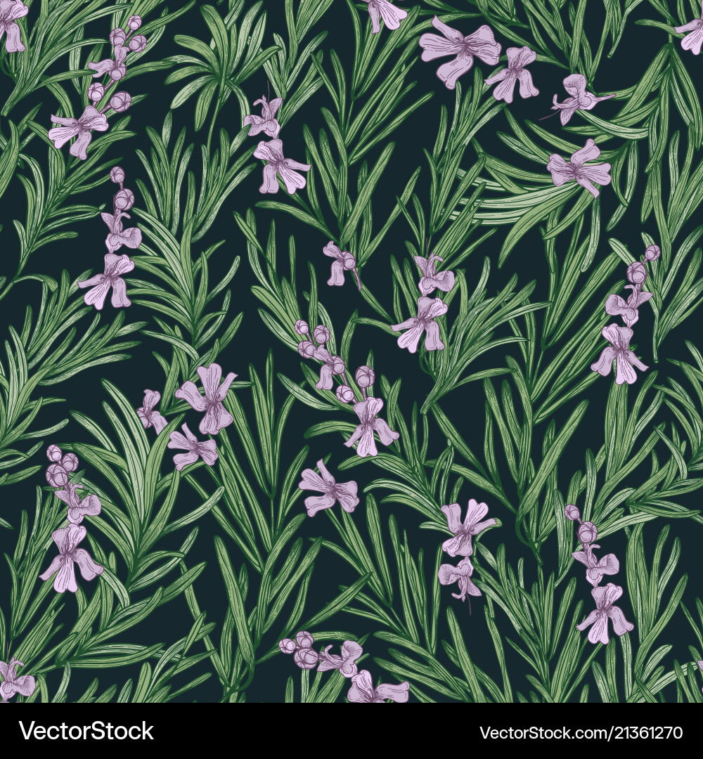 Floral seamless pattern with blooming rosemary Vector Image