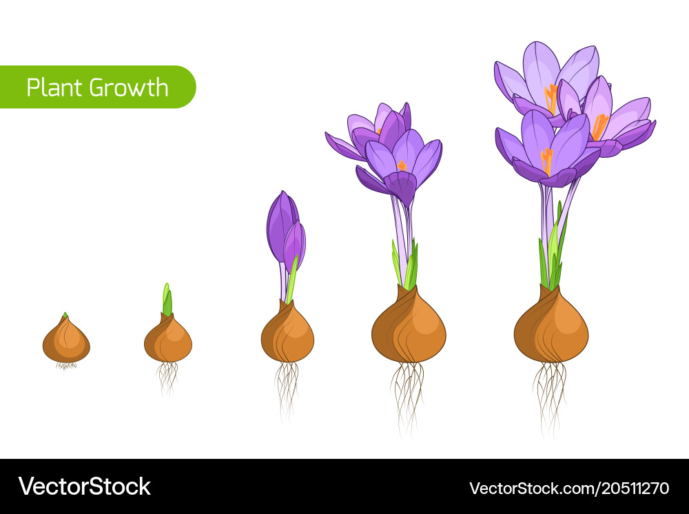 Flower plant growth concept design crocus Vector Image