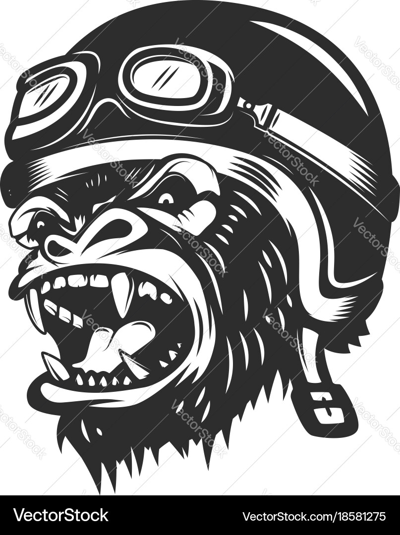 Angry gorilla ape in racer helmet design element Vector Image