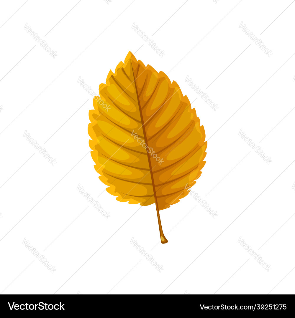 Autumn leaf of tree fall forest foliage isolated Vector Image