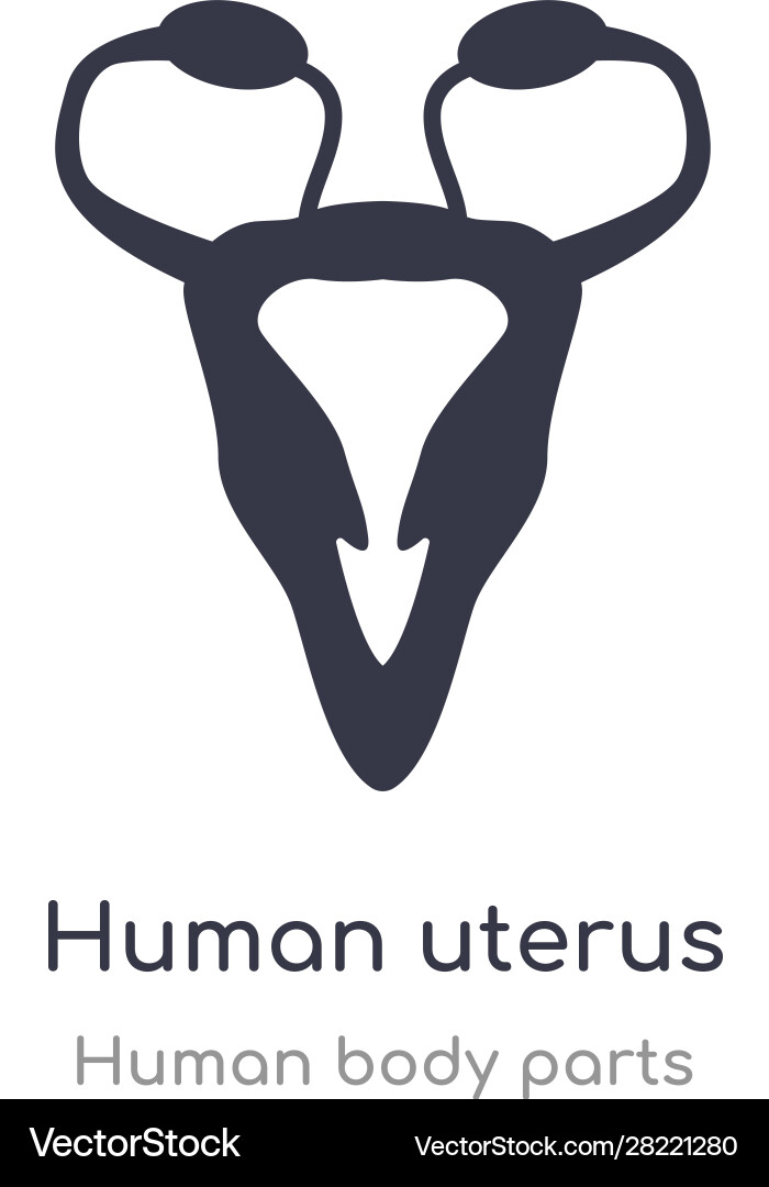 Human uterus outline icon isolated line from Vector Image