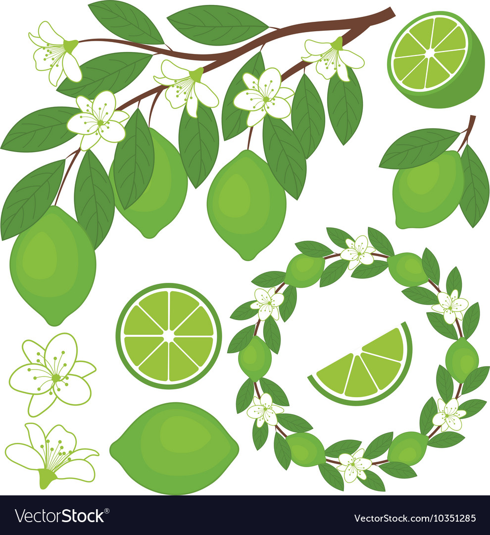 Lime set Royalty Free Vector Image - VectorStock