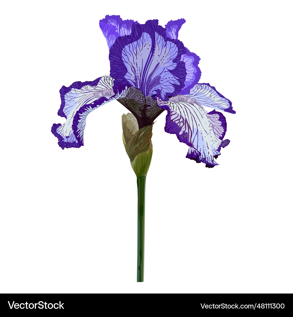 Summer garden iris flower iris flowers Royalty Free Vector