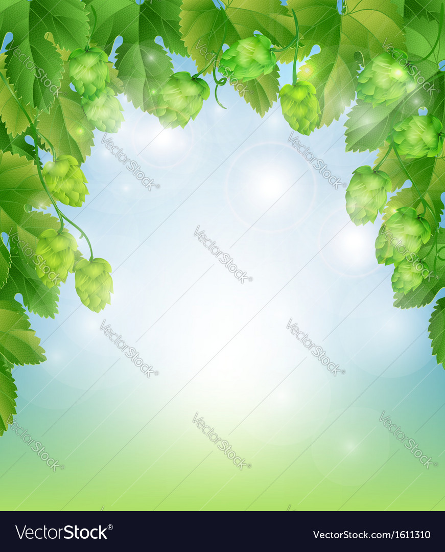 Background with hops Royalty Free Vector Image