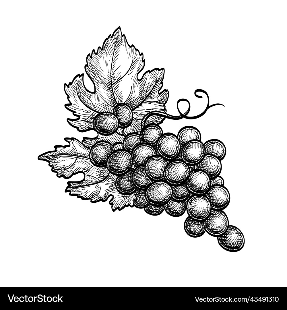 Ink sketch of grape bunch Royalty Free Vector Image