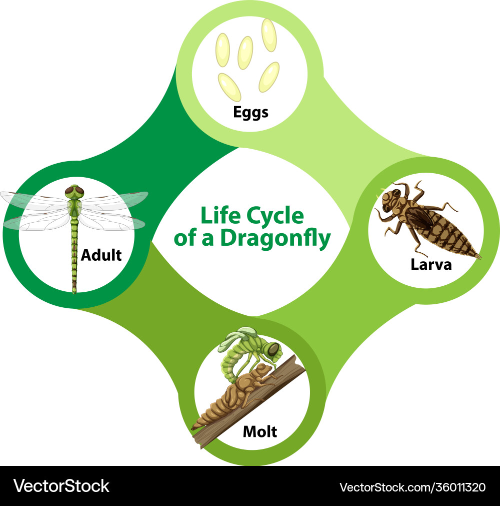 Diagram showing life cycle dragonfly Royalty Free Vector