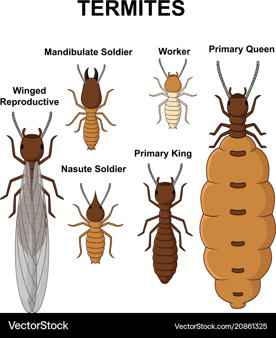 Cartoon type of termites collection set Royalty Free Vector