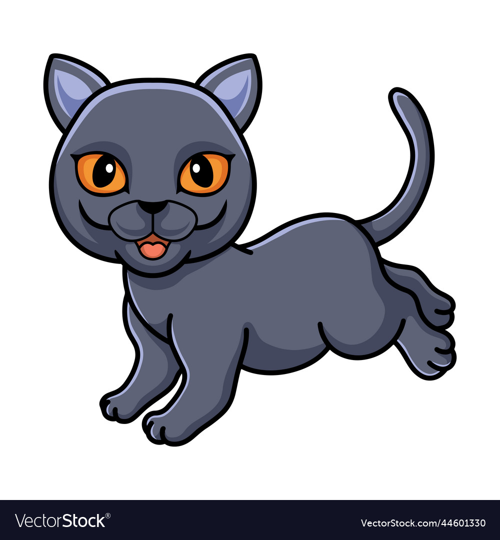 Cute british shorthair cat cartoon walking Vector Image