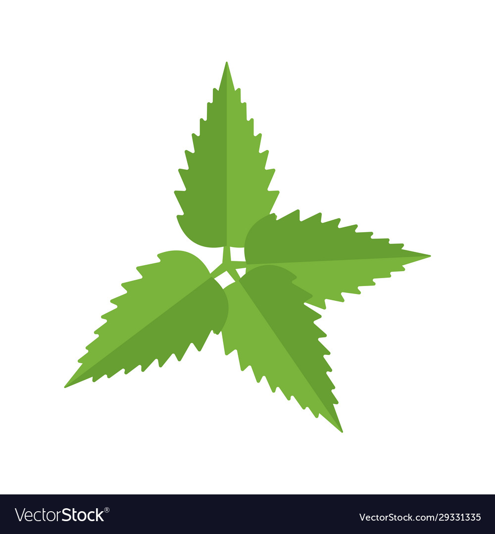 Nettle Royalty Free Vector Image - VectorStock