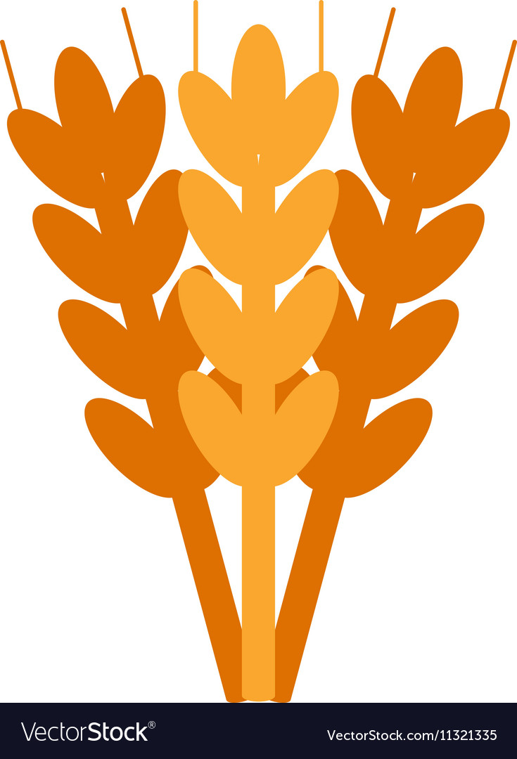 Wheat Royalty Free Vector Image - VectorStock