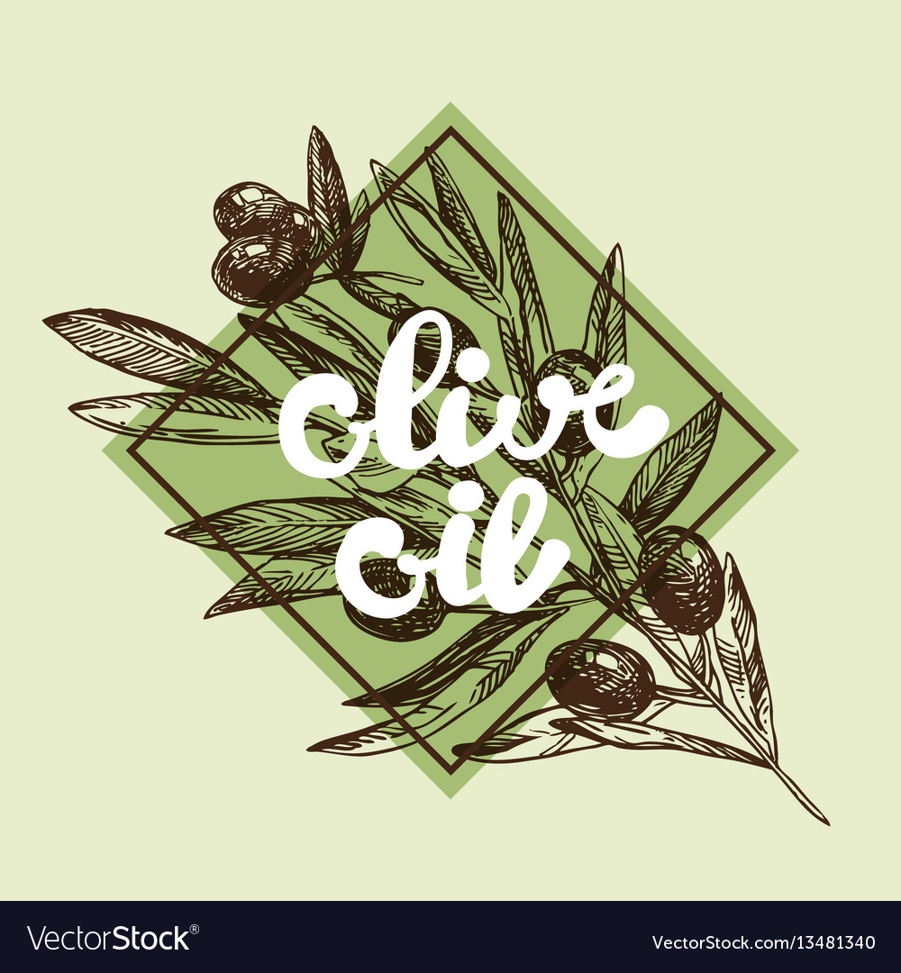 Olive Royalty Free Vector Image - VectorStock