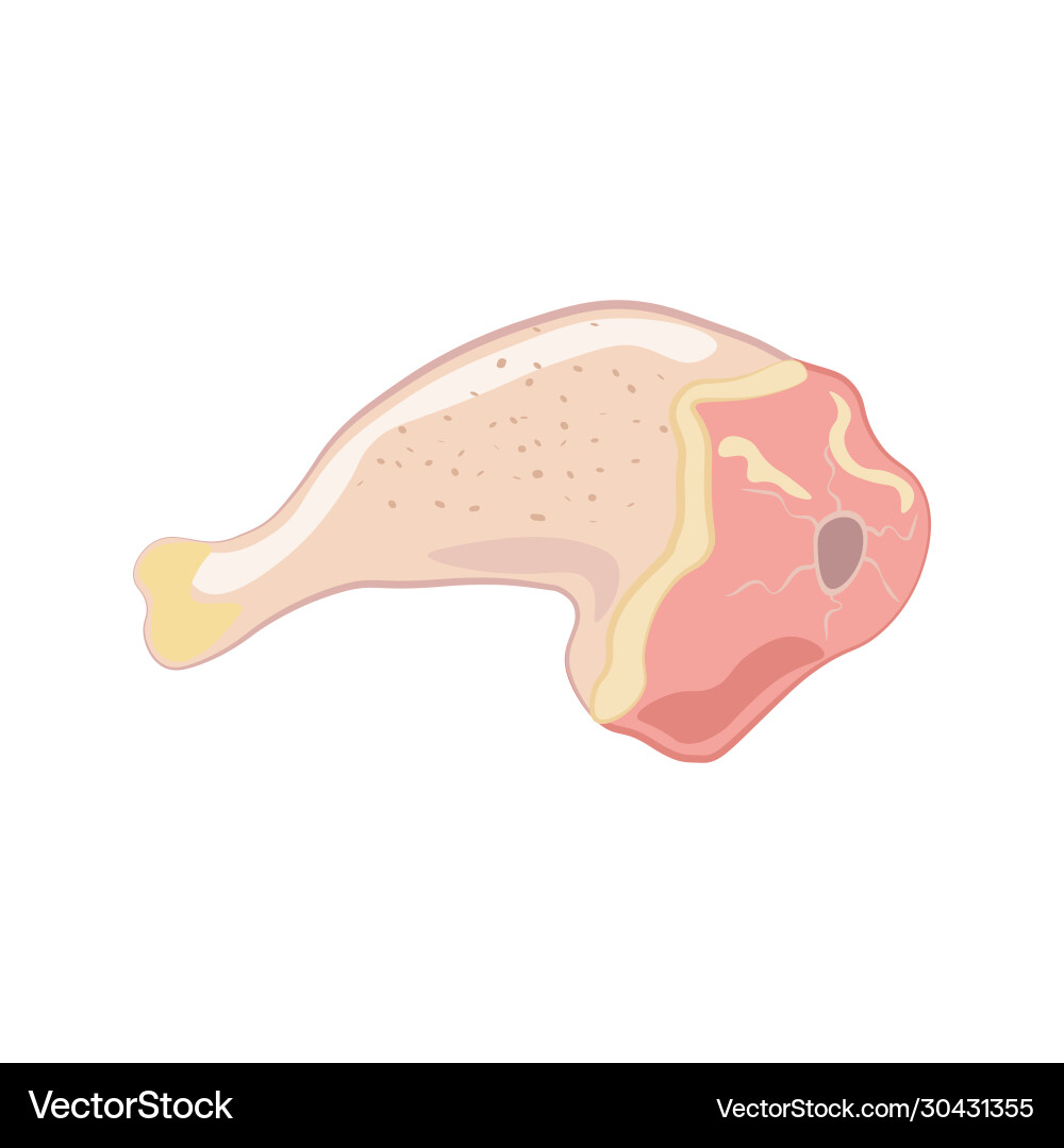 Chicken leg organic bird leg Royalty Free Vector Image