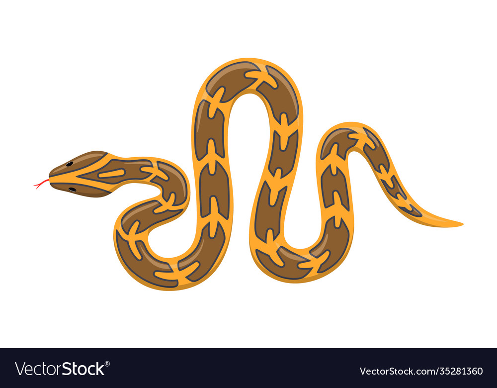 Burmese python animal standing on a white Vector Image