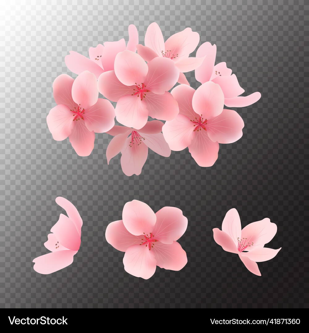 Pink sakura blooming flowers isolated Royalty Free Vector
