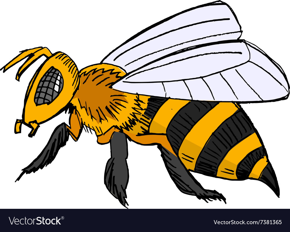 Bee Royalty Free Vector Image - VectorStock