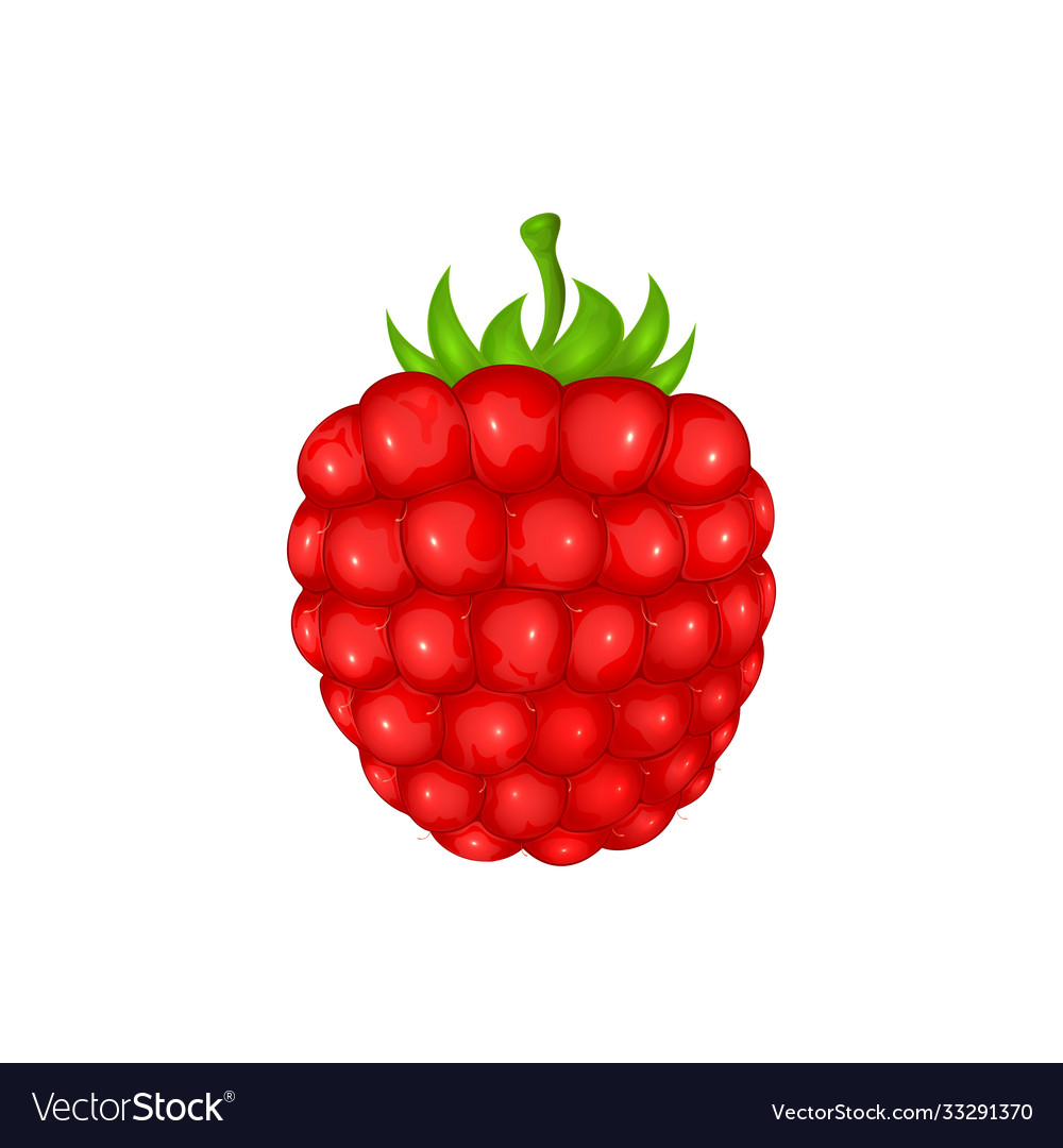 Raspberry Royalty Free Vector Image - VectorStock
