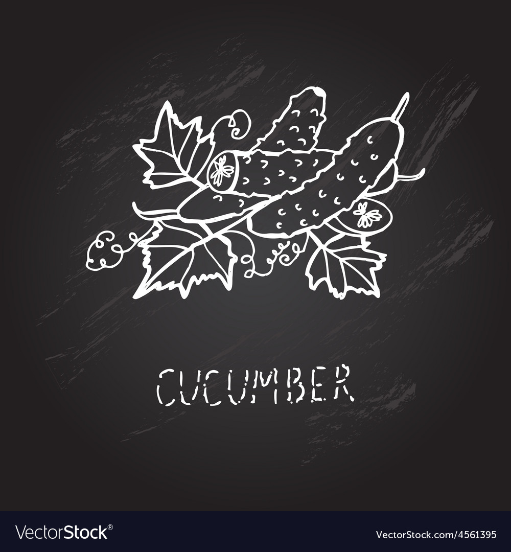Hand drawn cucumbers Royalty Free Vector Image Hand drawn cucumbers Royalty Free Vector Image