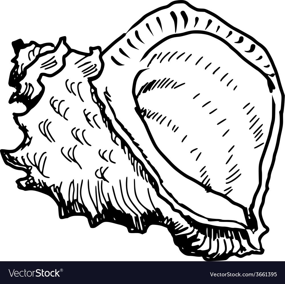 Sea shell Royalty Free Vector Image - VectorStock