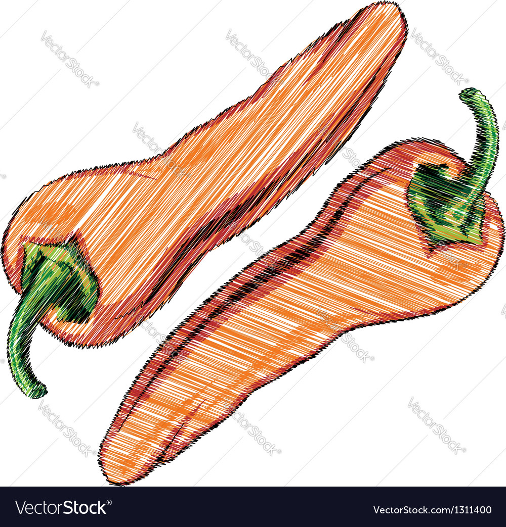Chilli Royalty Free Vector Image - VectorStock