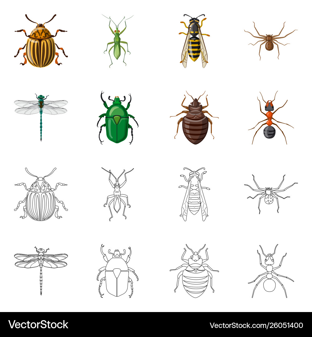 Design insect and fly symbol set Royalty Free Vector Image