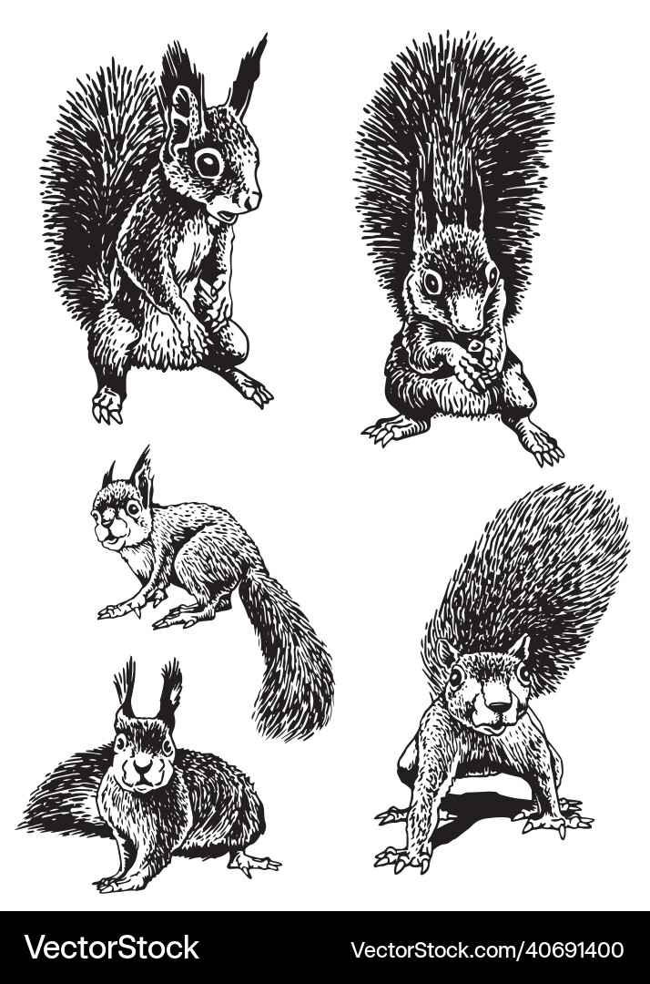 Graphical set of squirrels isolated on white Vector Image