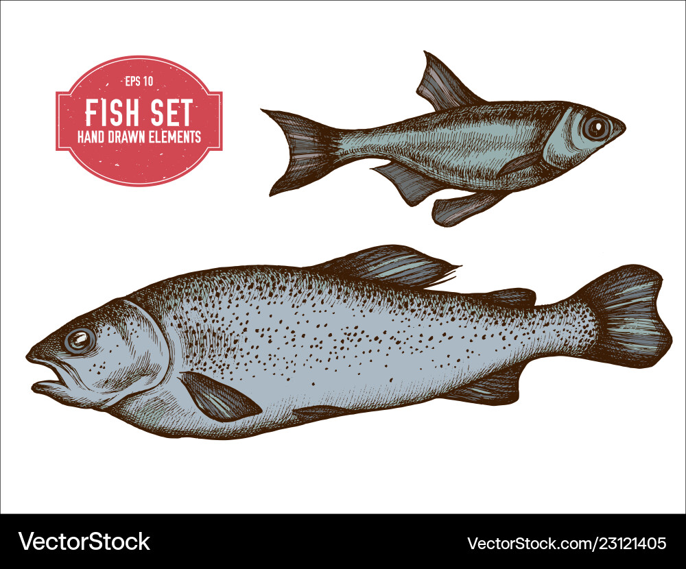 Collection of hand drawn colored fish Royalty Free Vector