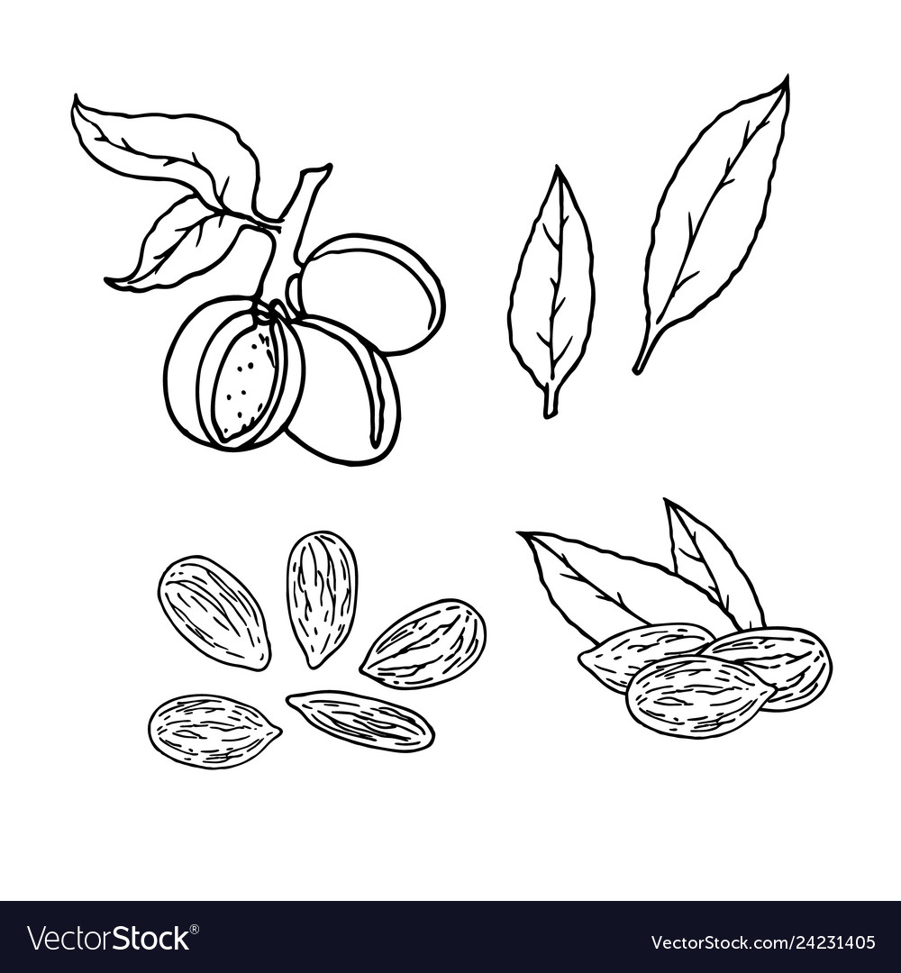 Linear Set Almond Nuts Line Drawing Royalty Free Vector