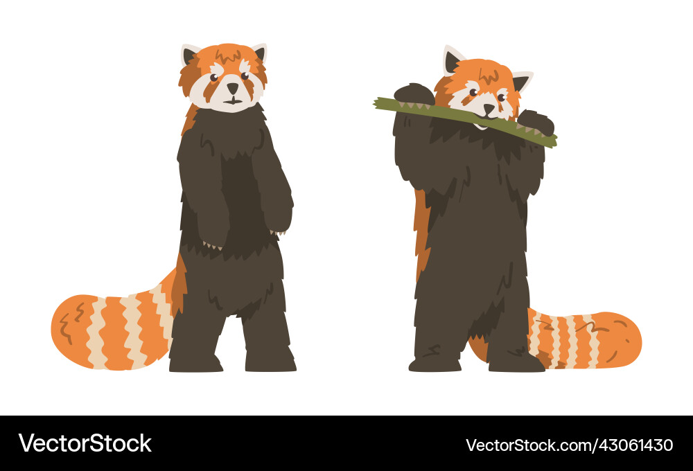 Red panda as small mammal with dense reddish-brown