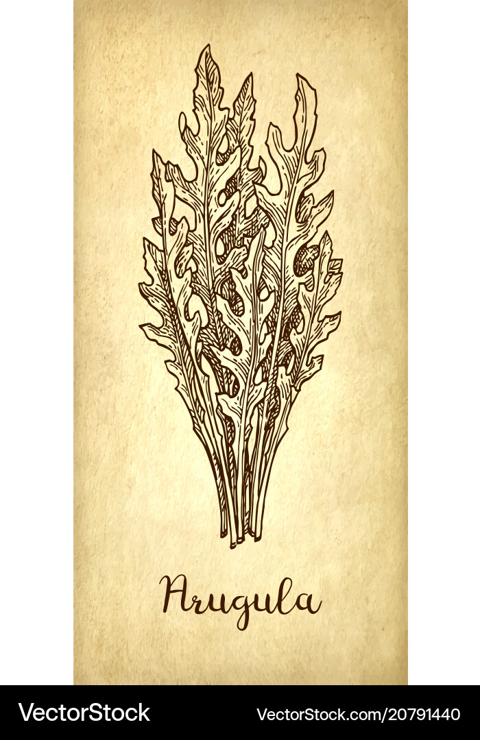 Ink sketch of arugula Royalty Free Vector Image