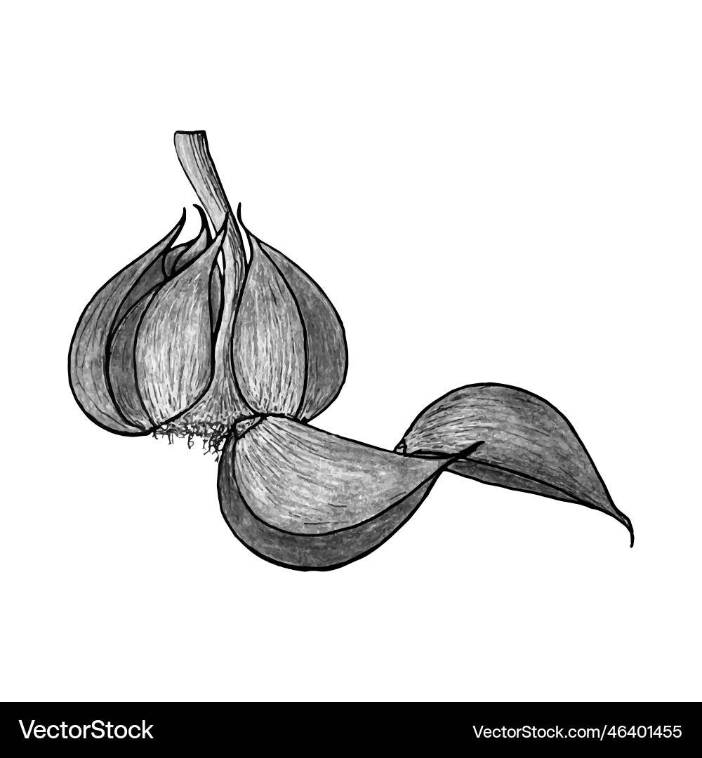 Garlic pencil hand drawing monochrome stylized Vector Image