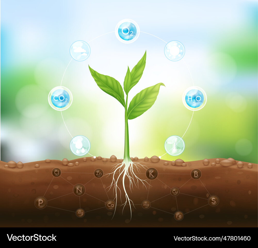 Seedling growing from fertile ground Royalty Free Vector