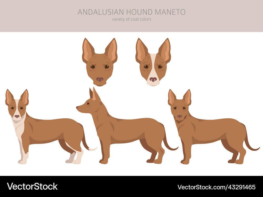Andalusian hound maneto clipart different poses Vector Image