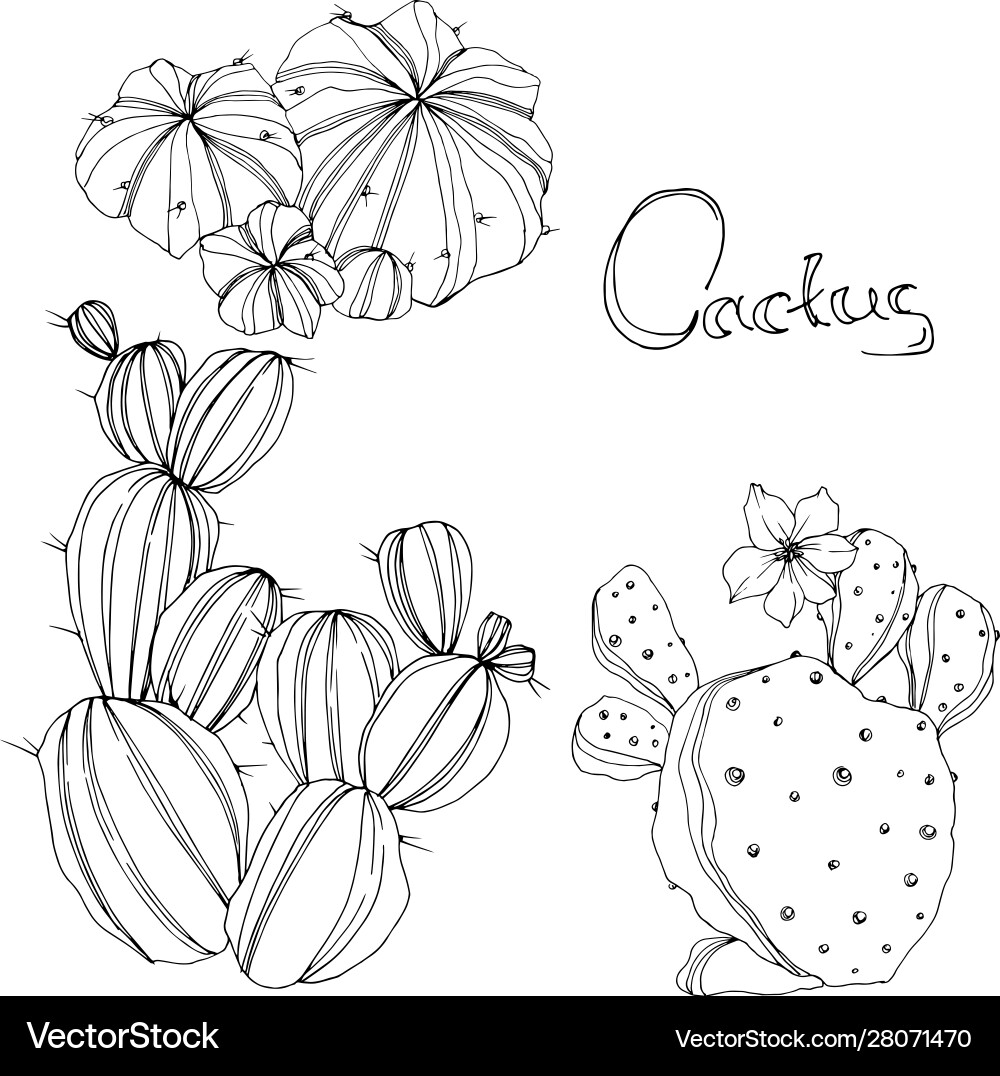 Cactus floral botanical flower black Royalty Free Vector
