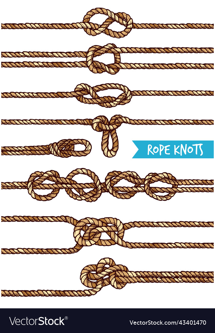 Rope knots set Royalty Free Vector Image - VectorStock
