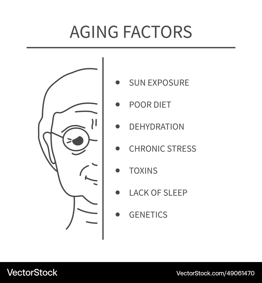Skin aging factors educational infographics Vector Image