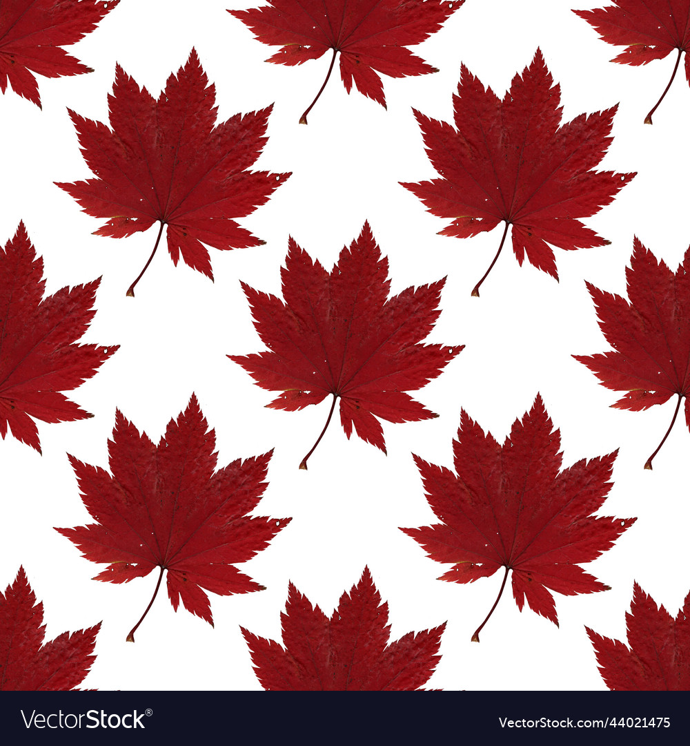 Herbarium red maple leaf pattern agriculture eco Vector Image