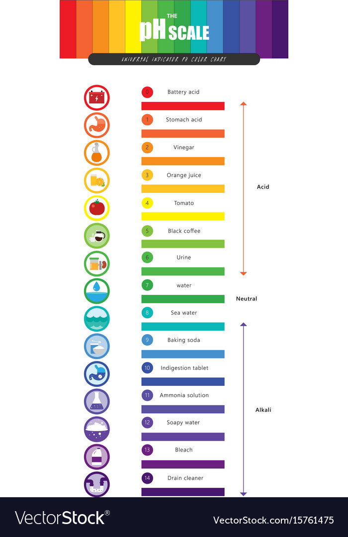 Ph Scale Universal Indicator Color Chart Vector Image