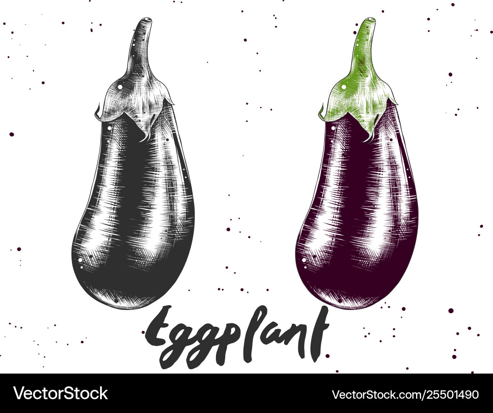 Engraved style for posters decoration and print Vector Image